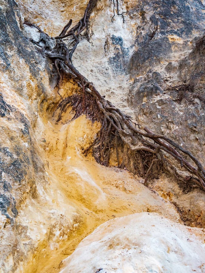 Colourfull Geological Formation with a Root of a Tree Stock Image ...