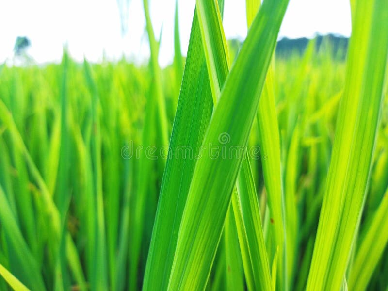 A colourfull green grass stock image. Image of flower - 230792675