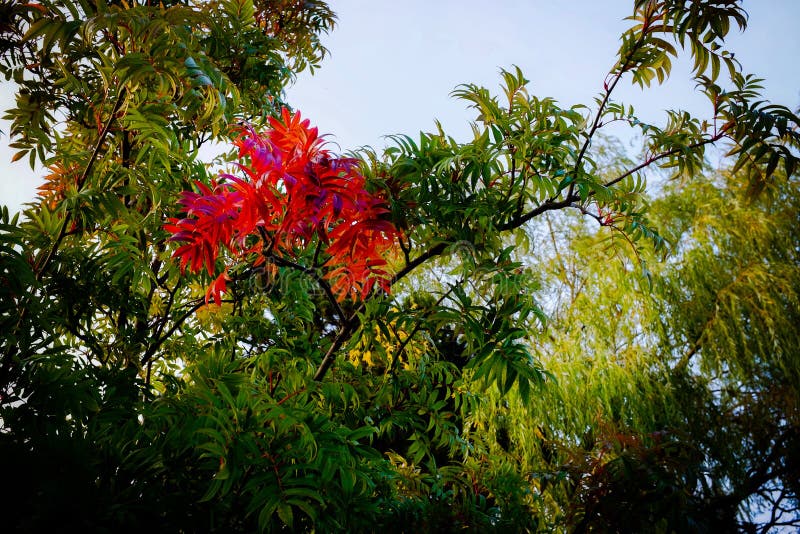 Colourfull leavs stock image. Image of tree, leavs, colourfull - 164596625