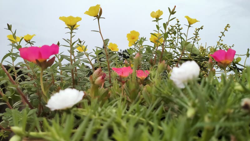 Moss roses stock photo. Image of moss, colourfull, roses - 221036014