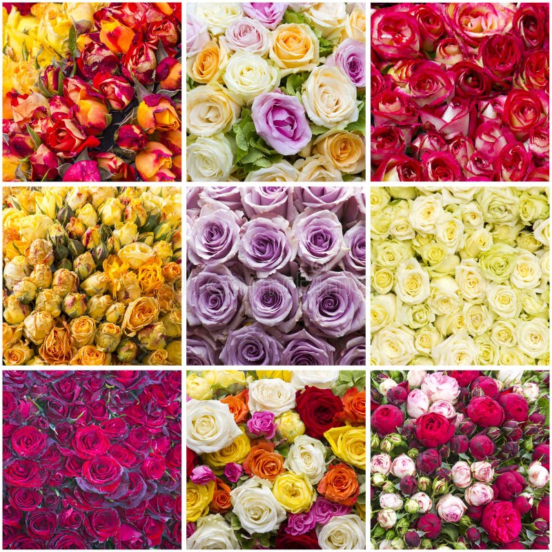 Colourfull-Rosen - Collage stockbild. Bild von blühen - 85783859
