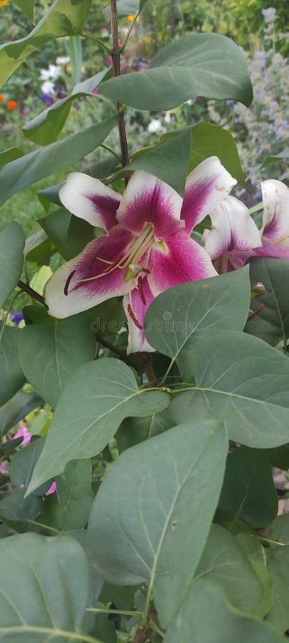 Colourine Stock Photos - Free & Royalty-Free Stock Photos from Dreamstime