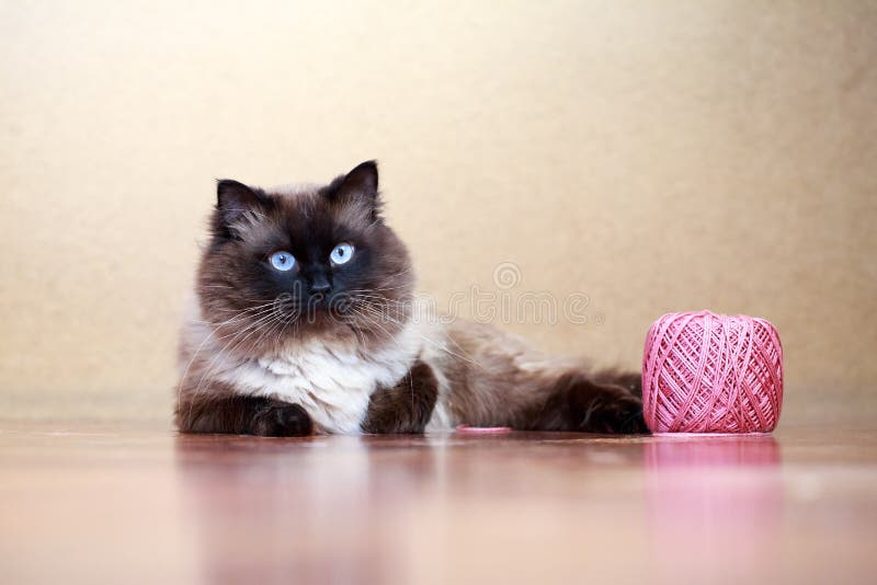 Colourpoint cat stock photo. Image of yarn, mask, walk - 30153016