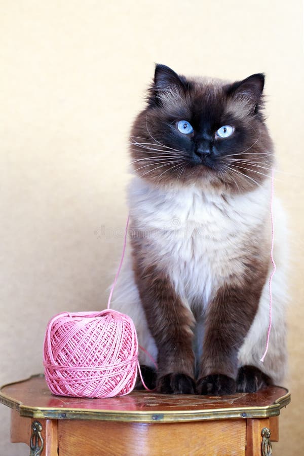 Colourpoint cat stock image. Image of walk, black, kitten - 30153205