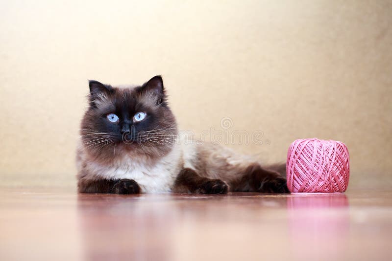 Colourpoint cat stock photo. Image of kitten, mask, walk - 31002306