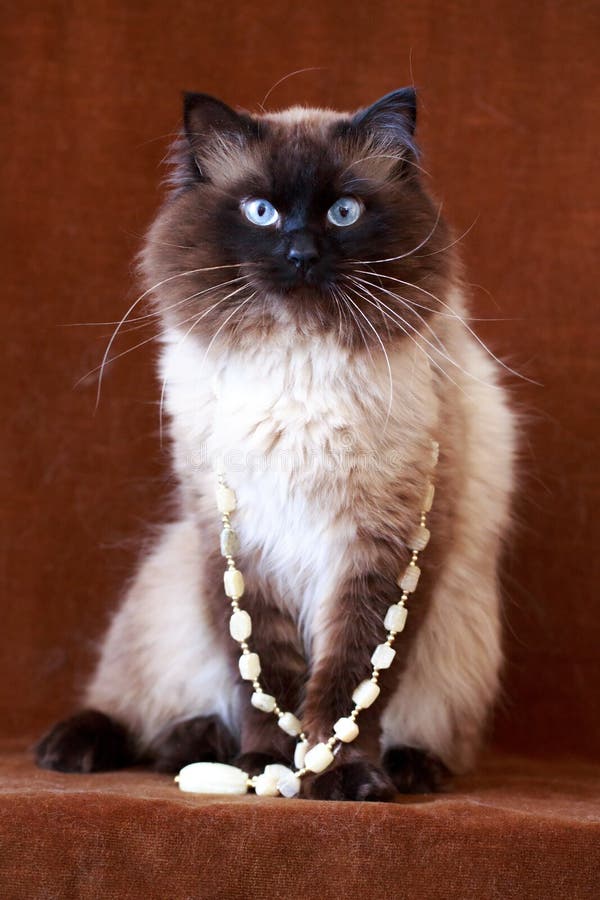 Colourpoint cat stock image. Image of table, black, colourpoint - 31002421