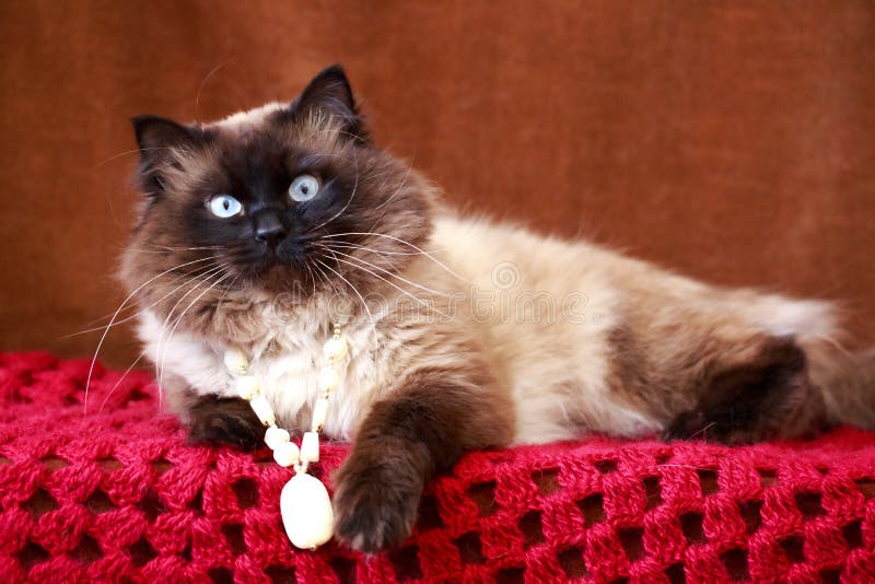 Colourpoint cat stock image. Image of colourpoint, necklace - 30815655