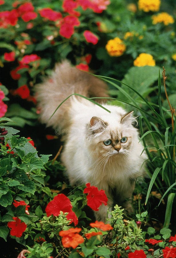 Colourpoint Persian Domestic Cat Standing in Flowers Stock Image ...