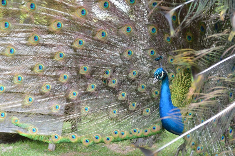 Colours in All Eyes of a Peacock Stock Image - Image of wildanimal ...