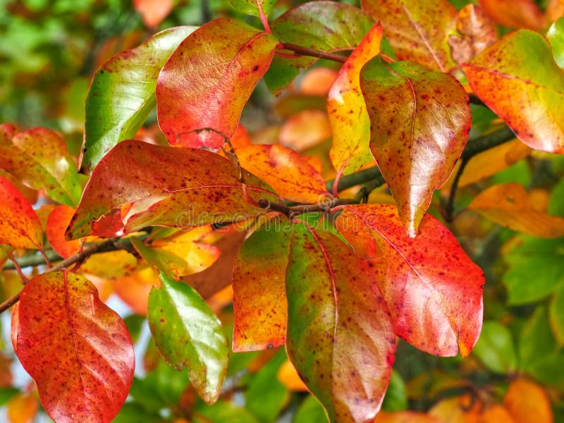 Colours of Autumn Fall - Beautiful Black Tupelo Tree in Front of Blue ...