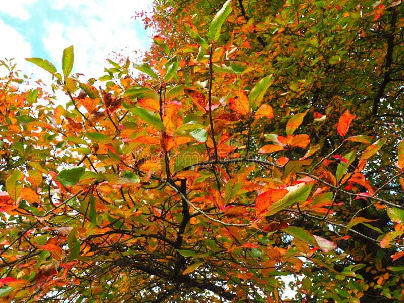 Colours of Autumn Fall - Beautiful Black Tupelo Tree in Front of Blue ...
