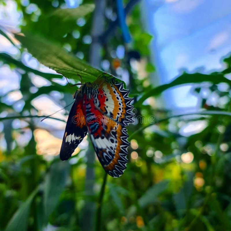 Colours of butterfly stock image. Image of colours, green - 267711767