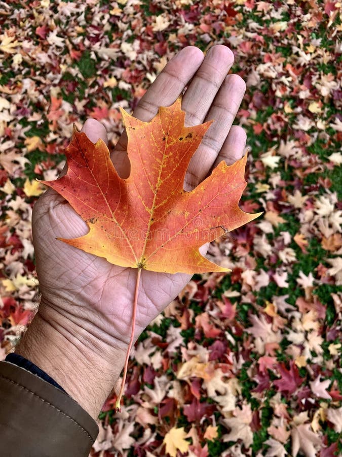 Maple Leave on Palm of Thiagu Ramasamy Stock Photo - Image of plant ...