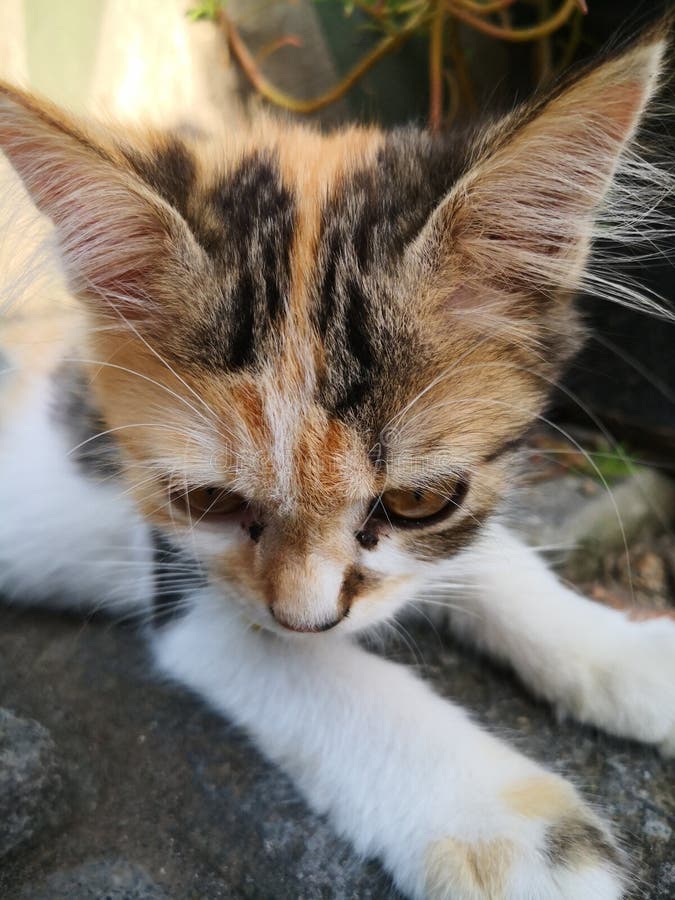 3 colours cat calico stock photo. Image of colours, wildlife - 270417212