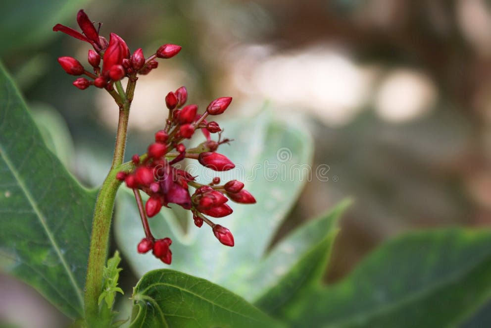 Colours of flower stock photo. Image of plant, food - 255113990