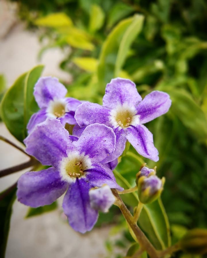 Colours of flower stock photo. Image of produce, wildflower - 255113996