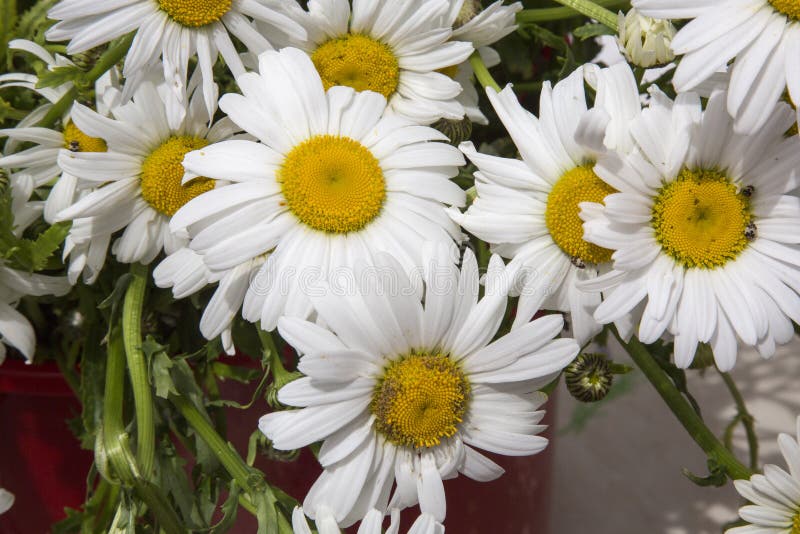 Colours of the flower stock photo. Image of nature, colours - 148348364