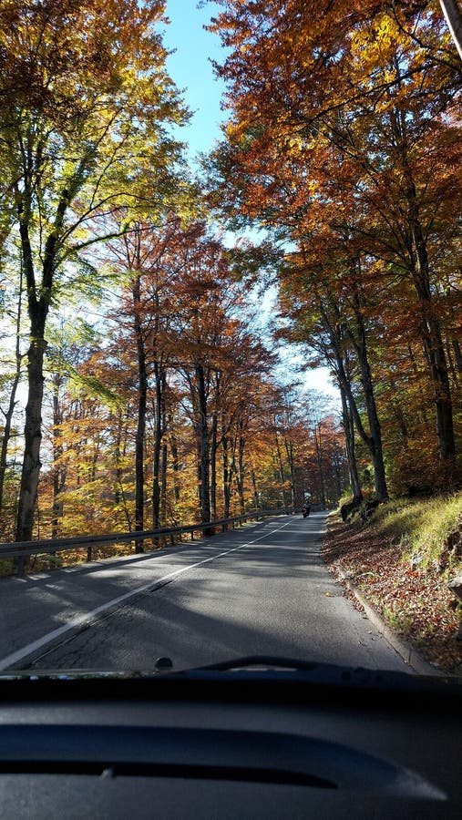 Colours of the liefs stock image. Image of autumn, liefs - 239459159