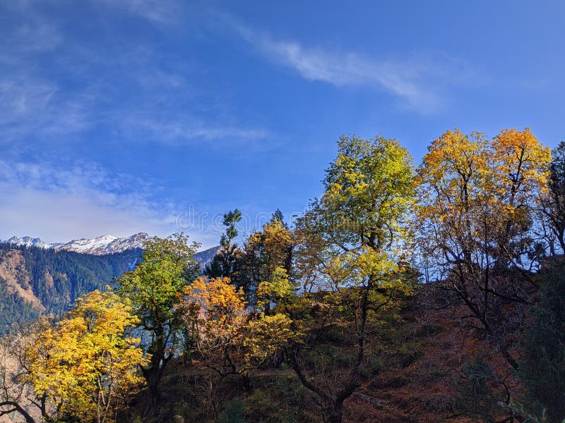 Colours of nature stock photo. Image of branch, morning - 204048366