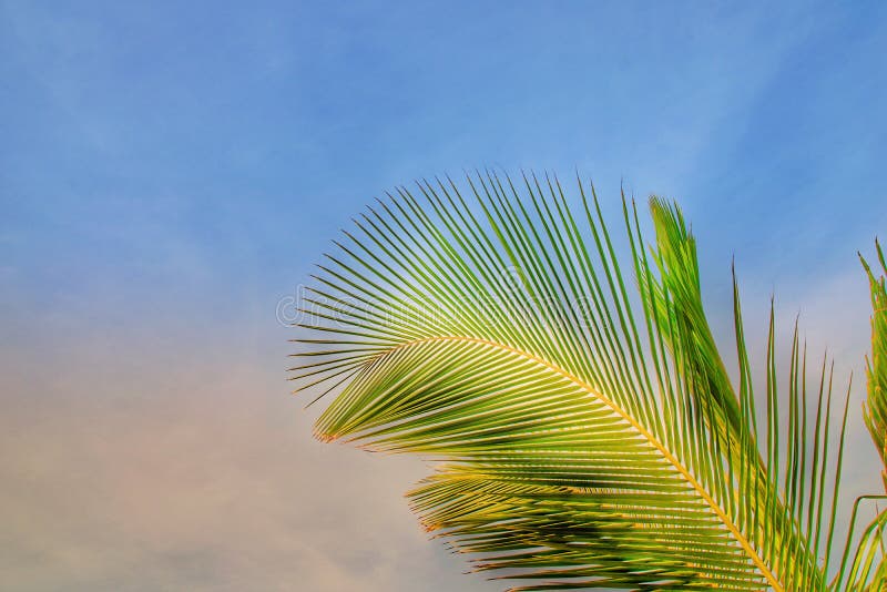 Tropical palm tree leaf stock photo. Image of holiday - 133790004