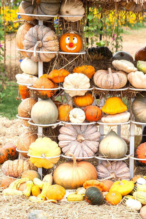 Colours Pumpkins stock image. Image of crop, fruit, food - 29269613