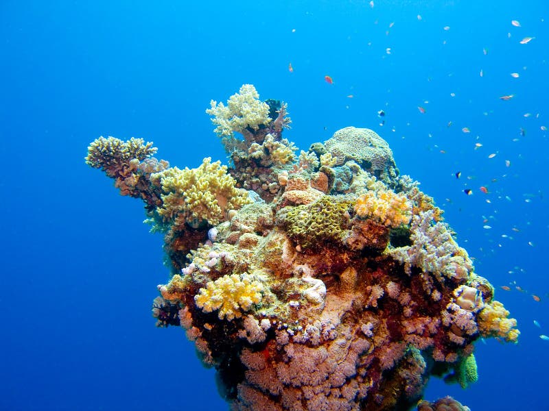 130+ Colours red sea Free Stock Photos - StockFreeImages