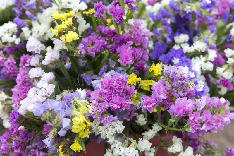 Colours of the Summer Flowers Stock Image - Image of pink, garden ...