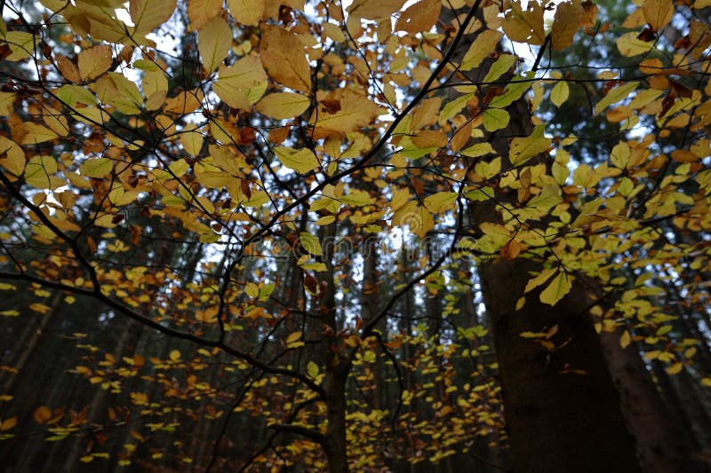 Colours of tree in autumn stock photo. Image of leaves - 109400012