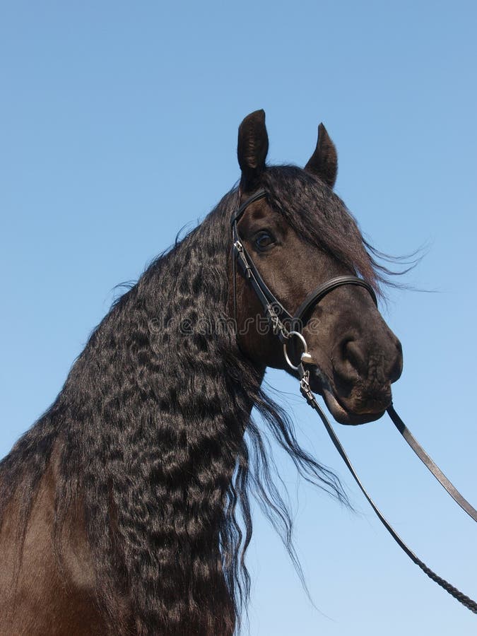 Cavallo Frisone/frisone Che Galoppa Nel Campo Accanto Al Recinto ...