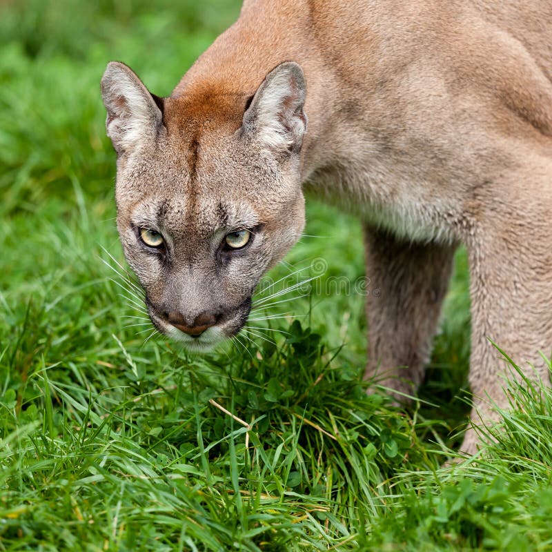 Puma Prowling Che Lecca Gli Orli Nel Sistema Di Chiusura Immagine Stock ...