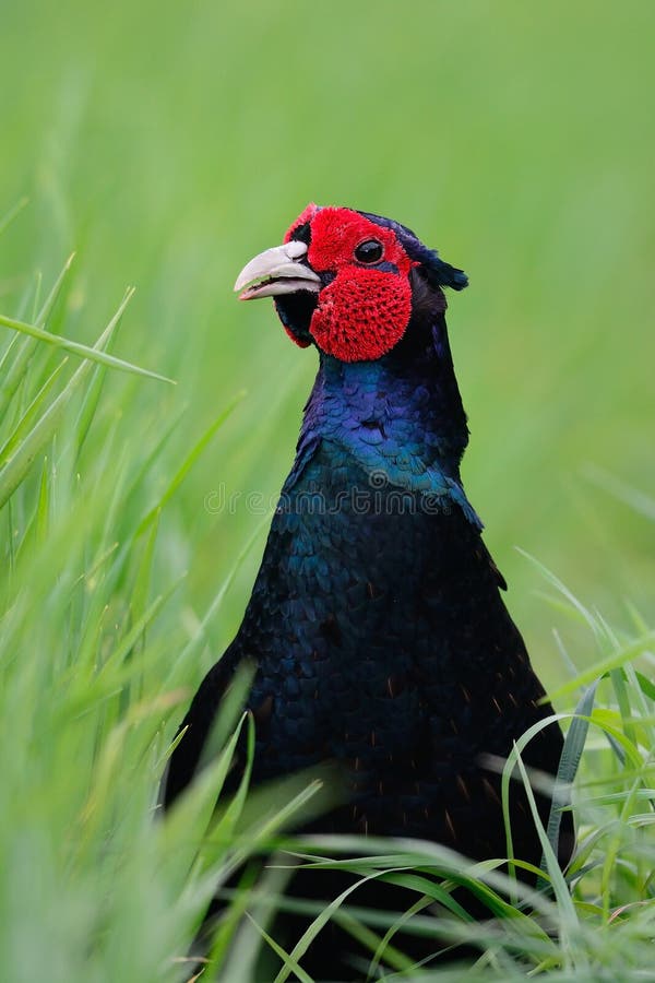Colpo Capo Di Un Fagiano Nero Immagine Stock - Immagine di fagiano ...