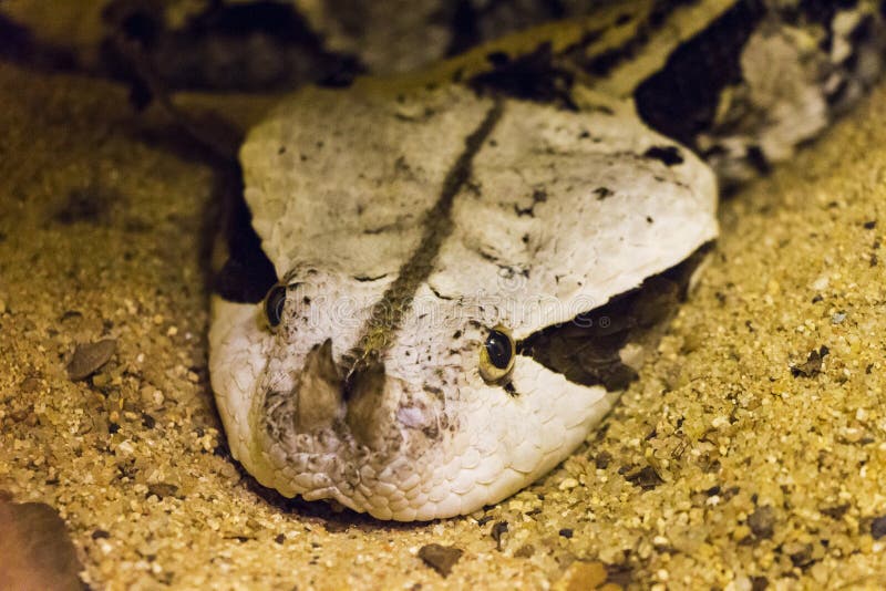 Colpo Della Testa Della Vipera Di Gaboon Fotografia Stock - Immagine di ...