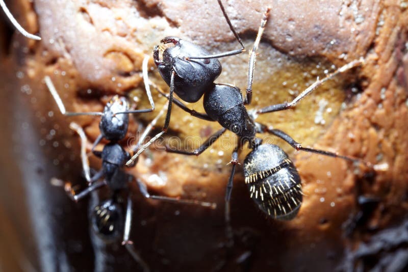 Formiche Che Si Arrampicano Fotografia Stock - Immagine di operaio ...