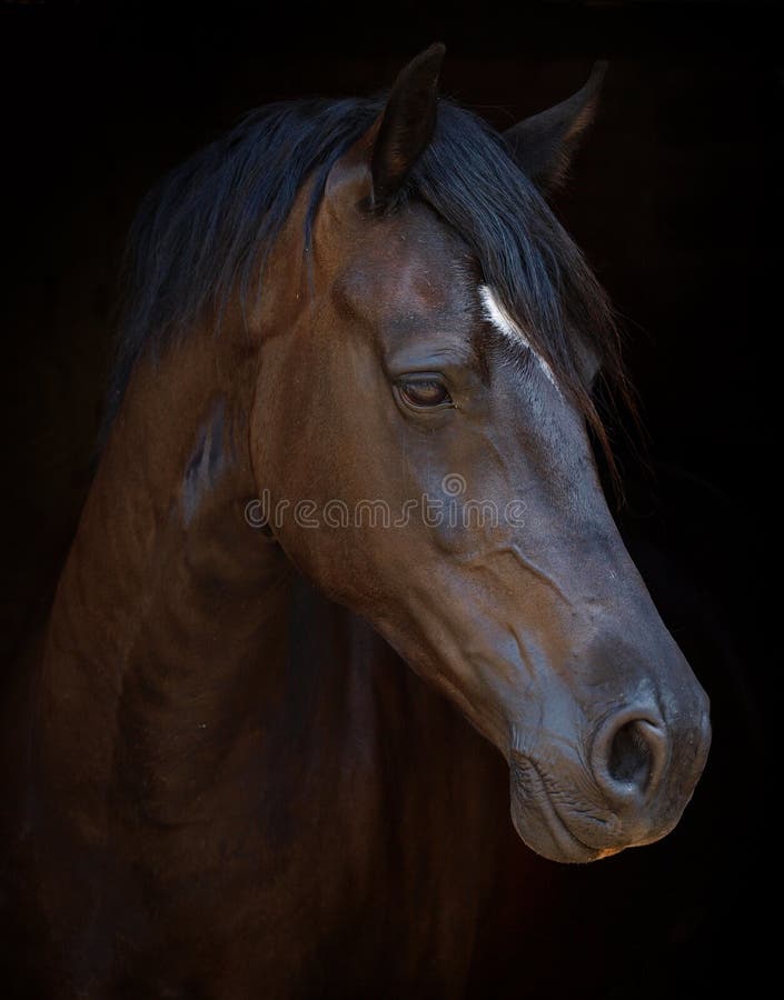 Colpo in testa del cavallo immagine stock. Immagine di bocca - 111695603