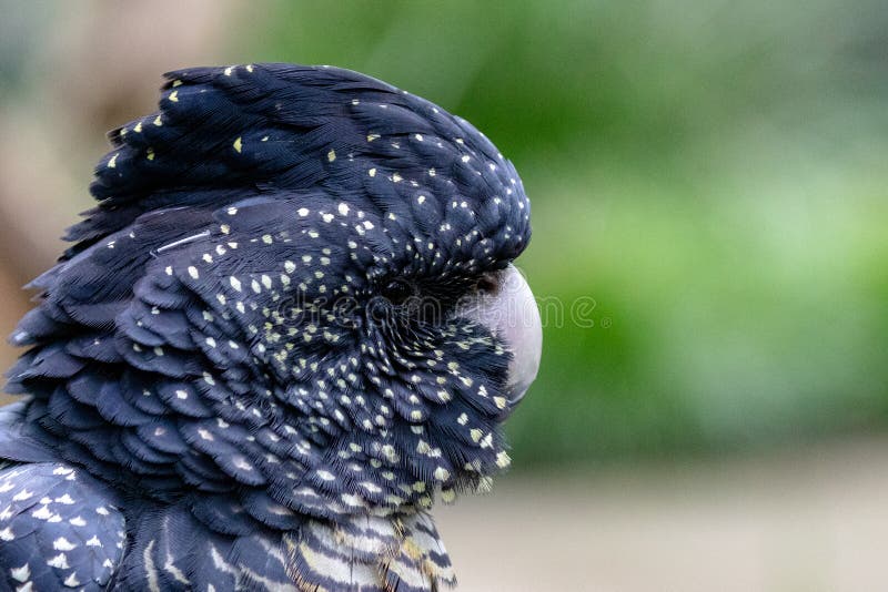 Colpo in Testa Nero Della Cacatua Immagine Stock - Immagine di spazio ...