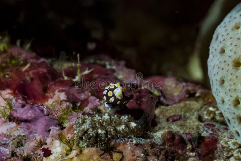 Colpodaspis Thompsoni Sea Slug Stock Photo - Image of biology, slugs ...