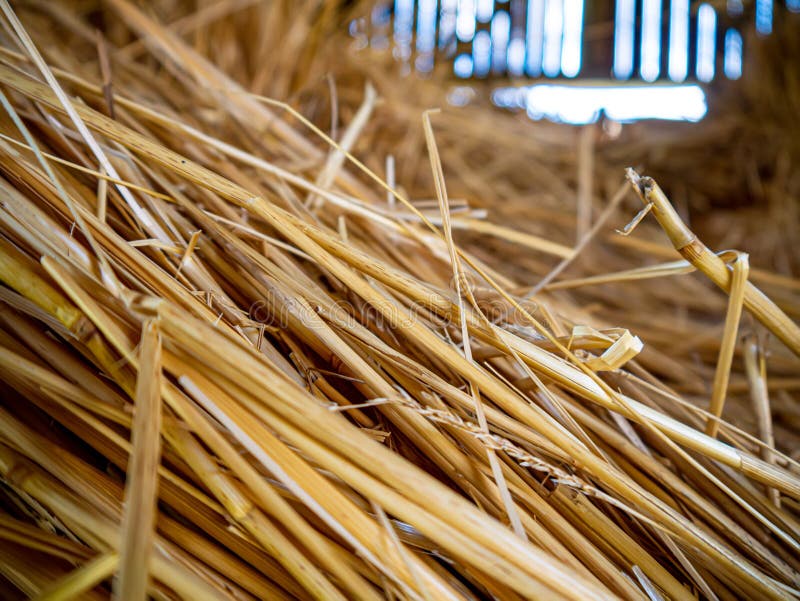 Closeup View of a Straw Pile Stock Photo - Image of interior, fodder ...