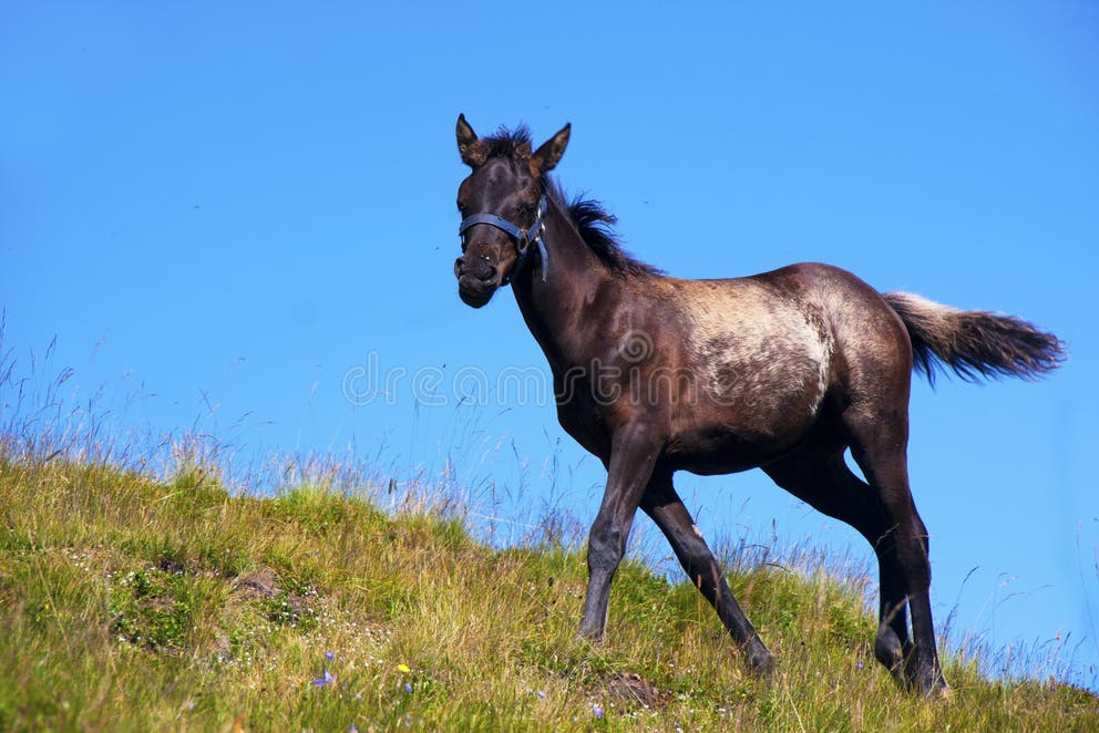 Colt stock image. Image of colt, animal, equine, farm - 20876369