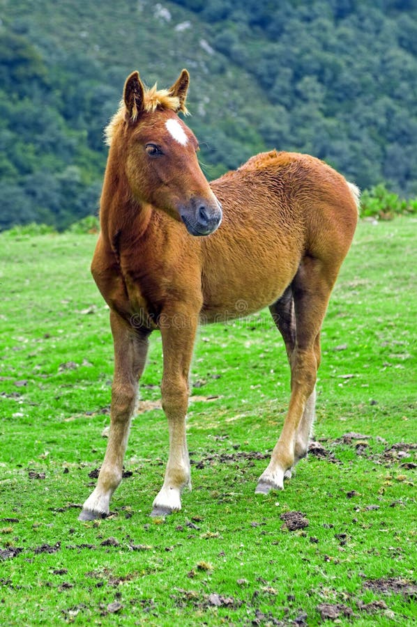 Colt stock image. Image of grass, wild, brown, equus - 22746935