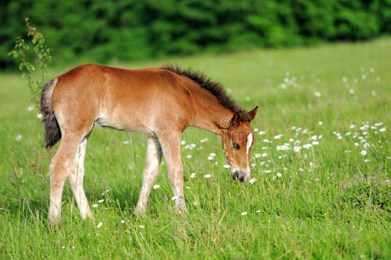 Colt stock image. Image of jump, green, blue, male, mane - 25111115