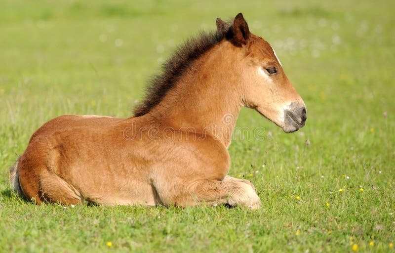 Colt stock image. Image of dust, nature, grass, equine - 25196795