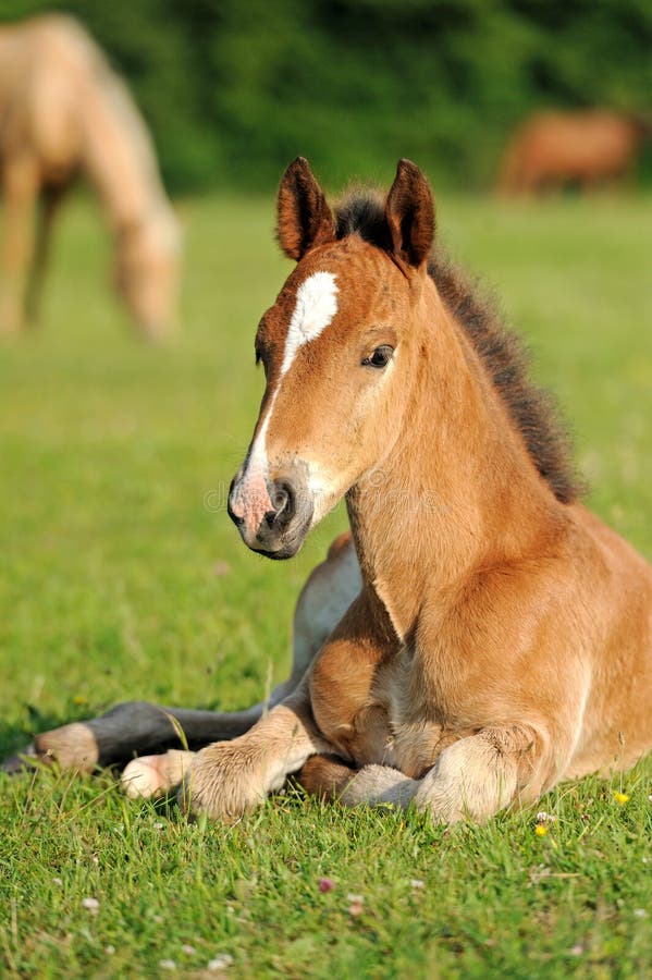 Colt image stock. Image of animal, chéri, zone, nuage - 25196801