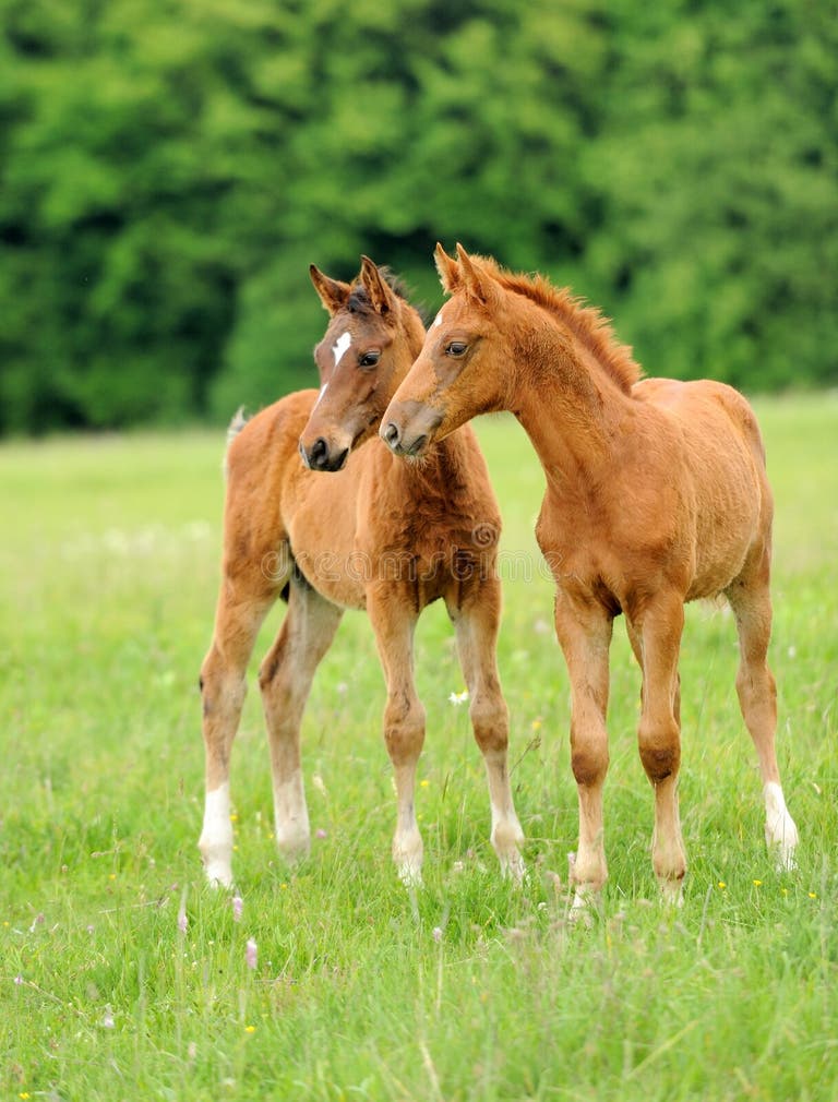 22,729 Horse Colt Stock Photos - Free & Royalty-Free Stock Photos from ...