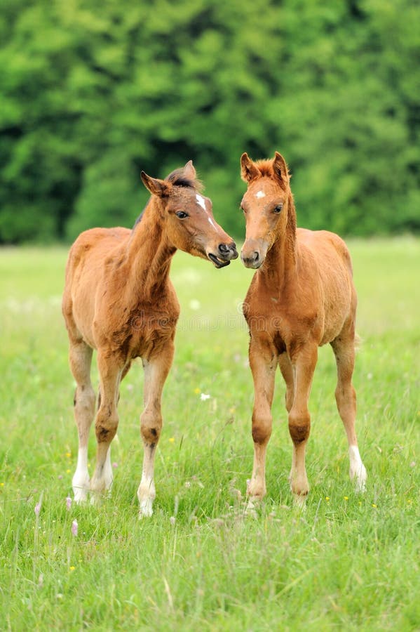 Colt stock image. Image of beautiful, beauty, foals, farm - 25196905