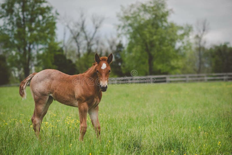 Baby colt stock image. Image of horse, newbird, four - 55644627