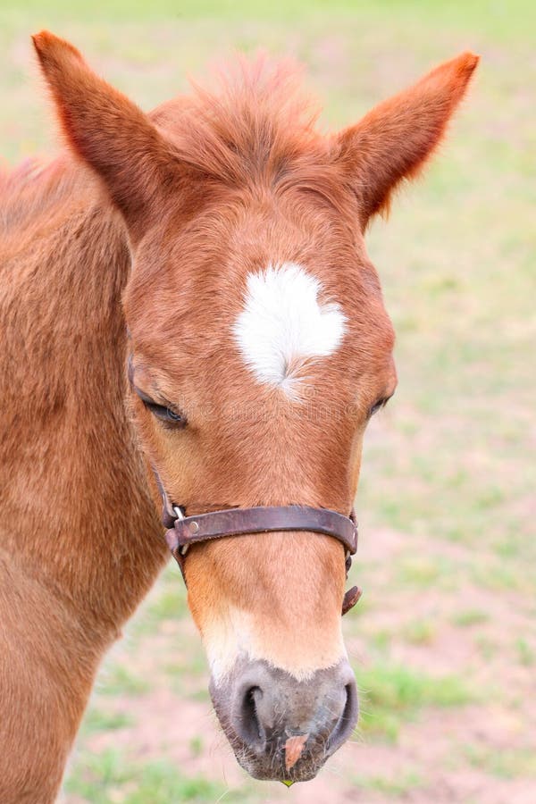 1,599 Colt Male Stock Photos - Free & Royalty-Free Stock Photos from ...