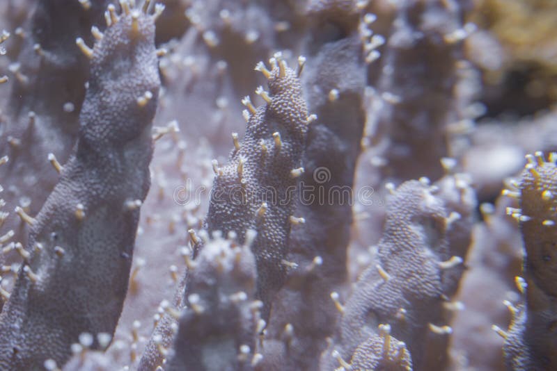 The colt Coral stock image. Image of colt, exotic, color - 152176949