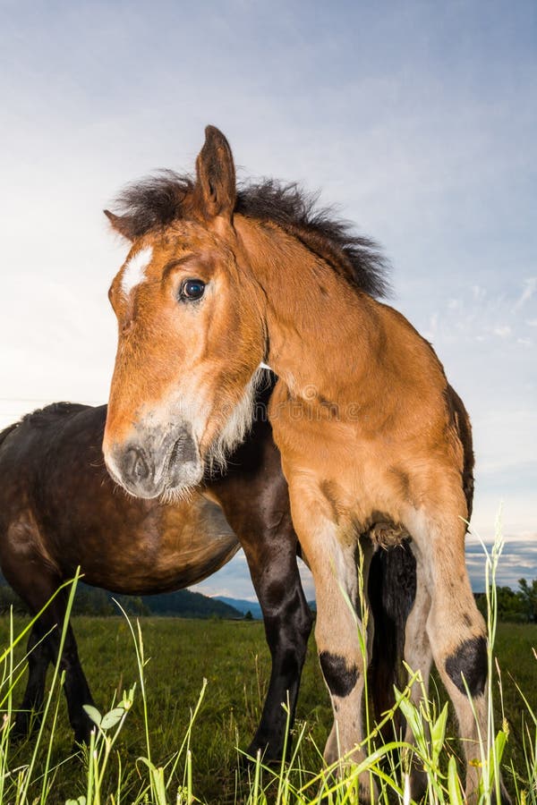 Colt in Front of Its Mother Stock Photo - Image of lovely, pasture ...