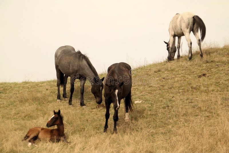 Colt and horses stock photo. Image of legged, farm, life - 56295232