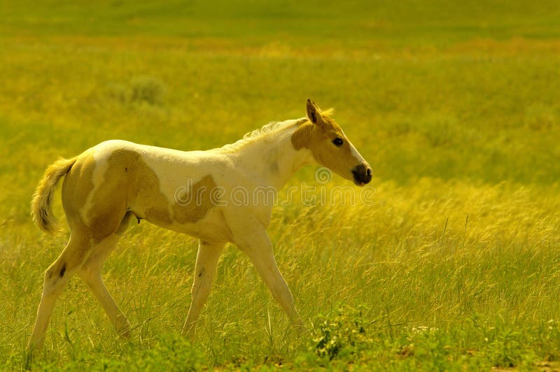 Colt and horses stock photo. Image of feral, mammals - 56295310